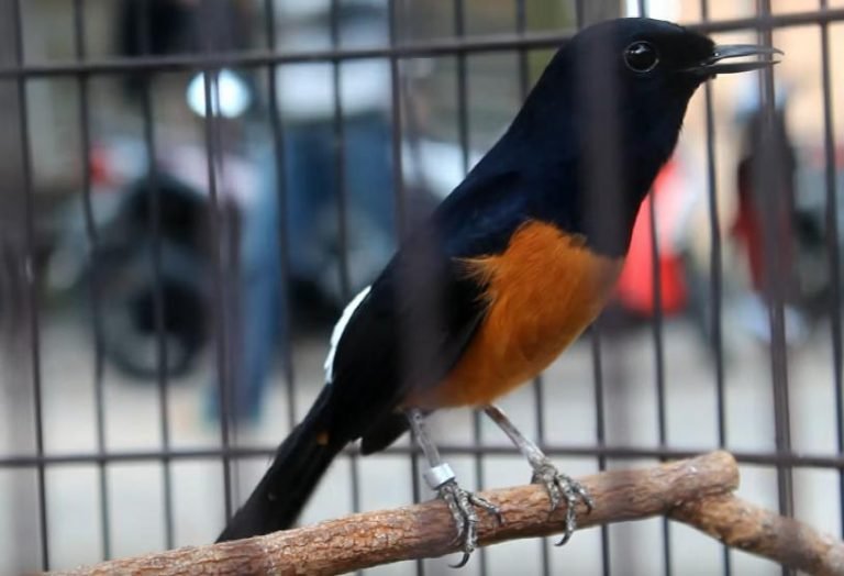 Kenali 6 Jenis Burung Murai Batu Lengkap dengan Motif Ekornya - Hobi Burung
