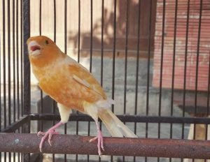 Penjelasan Kenari F1, F2, F3, AF, Yorkshire, Import Lengkap dengan ...