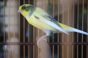 Penjelasan Kenari F1, F2, F3, AF, Yorkshire, Import Lengkap dengan ...