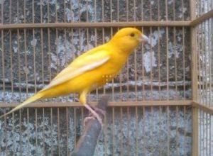 Penjelasan Kenari F1, F2, F3, AF, Yorkshire, Import Lengkap dengan ...
