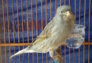 Penjelasan Kenari F1, F2, F3, AF, Yorkshire, Import Lengkap dengan ...