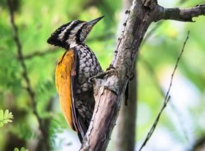 Seputar Burung Pelatuk Lengkap, Jenis, gambar dan suaranya - Hobi Burung