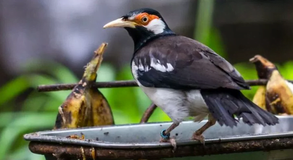 Kisaran Harga Jalak Suren Lengkap Januari 2026 - Hobi Burung