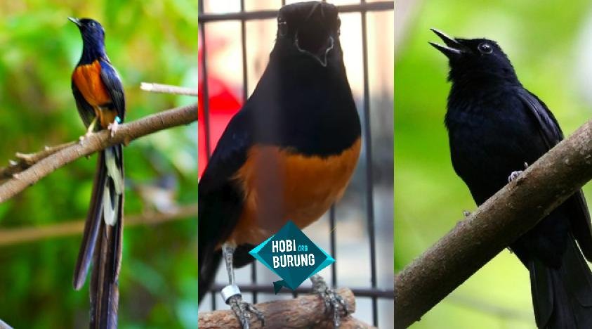 6 Fakta Tentang Burung Murai Batu, Pecinta Murai Wajib Baca - Hobi Burung
