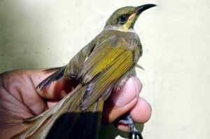 Harga Cucak Kombo LengkapJuni 2026 - Hobi Burung