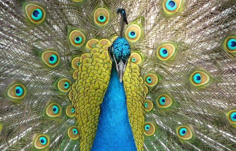 Fakta Seputar Burung Merak Yang Perlu Kamu Tau - Hobi Burung