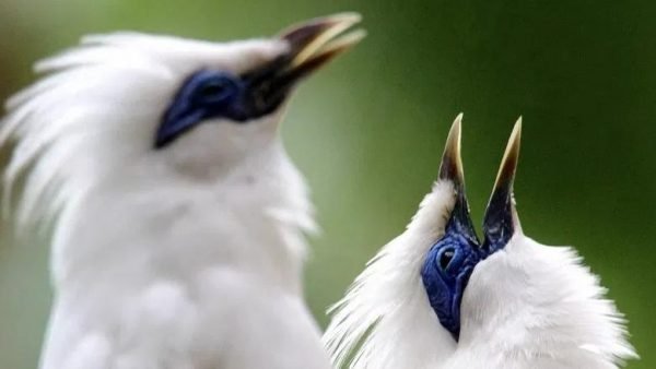 Burung Jalak Bali Ciri, Harga, Makanan dan Hingga Perawatan Hariannya ...