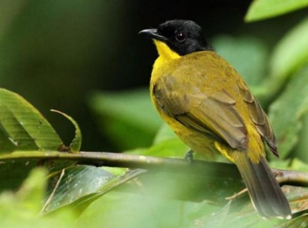 Daftar Harga Burung Kutilang Lengkap dan Terpercaya Juni 2026 - Hobi Burung