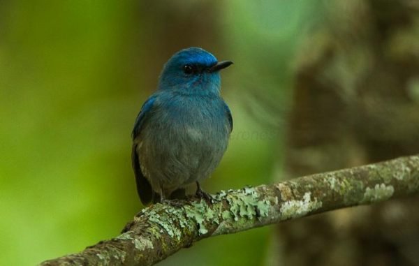 Daftar Harga Burung Selendang Biru Lengkap dan Terpercaya Mei 2026 ...