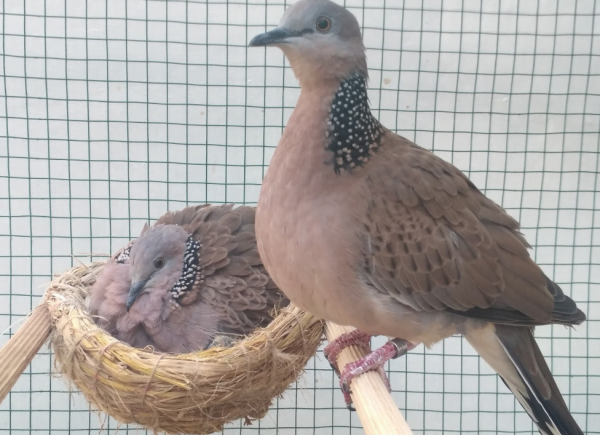 Kumpulan MP3 Suara Derkuku Komplit Download Sekarang Juga - Hobi Burung